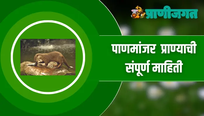 पाणमांजर प्राण्याची संपूर्ण माहिती Panmanjar Animal Information In ...