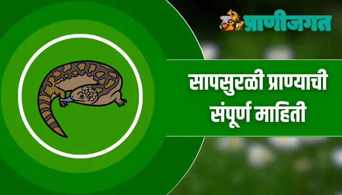 सापसुरळी प्राण्याची संपूर्ण माहिती Skink Animal Information In Marathi ...